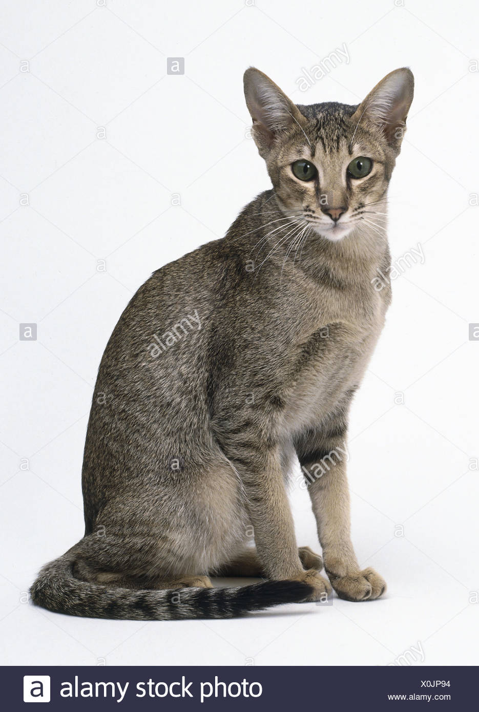 Oriental Shorthair Tabby High Resolution Stock Photography and Images ...