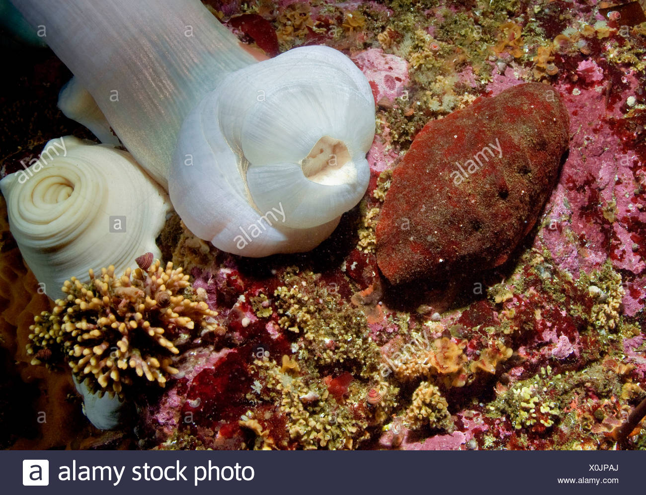 Pacific Gumboot Chiton High Resolution Stock Photography and Images - Alamy