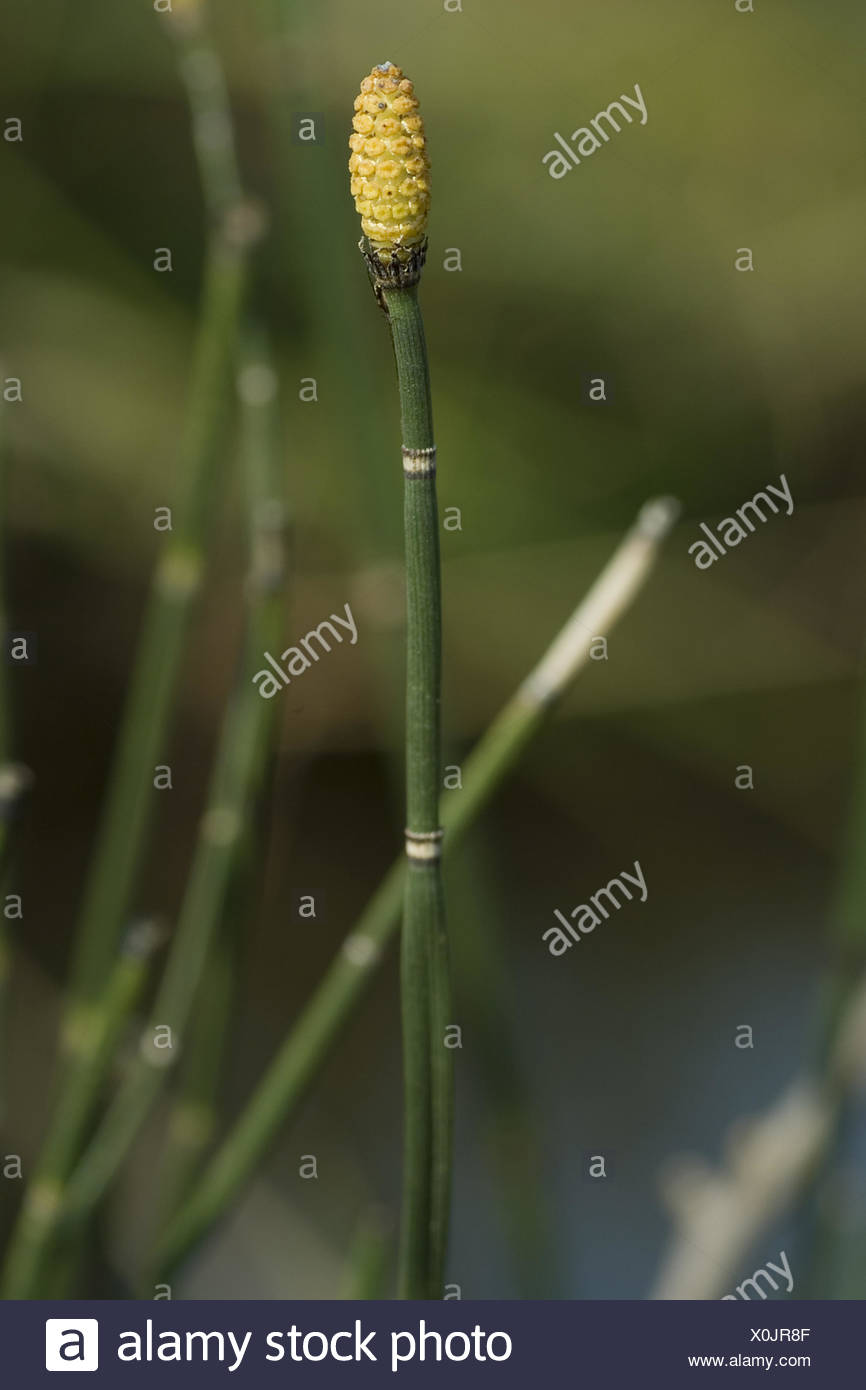 Scouring Rush High Resolution Stock Photography and Images - Alamy