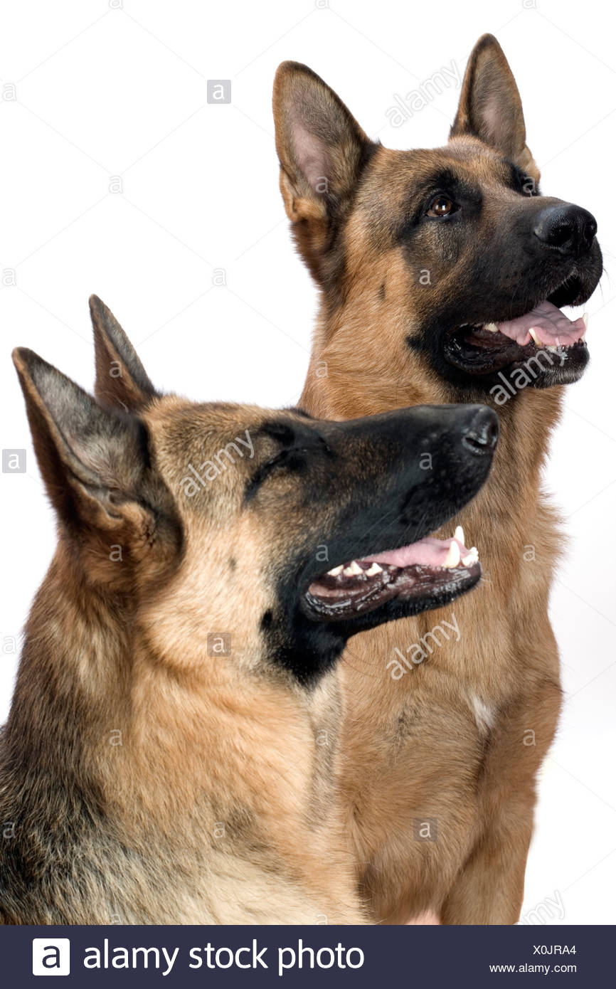 Profile Portrait Of German Shepherd Dog High Resolution Stock ...
