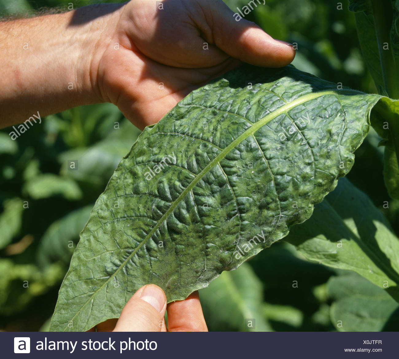 Tobacco Mosaic Virus High Resolution Stock Photography and Images - Alamy