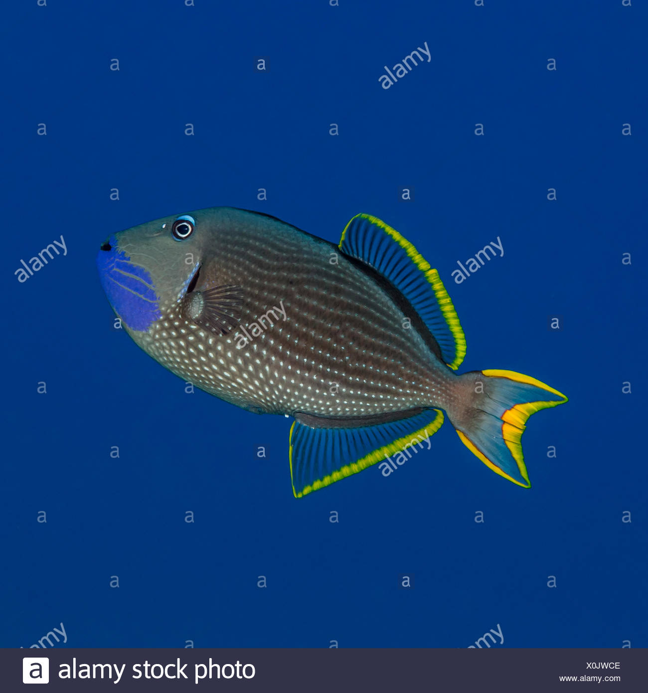 Xanthichthys Auromarginatus High Resolution Stock Photography and ...