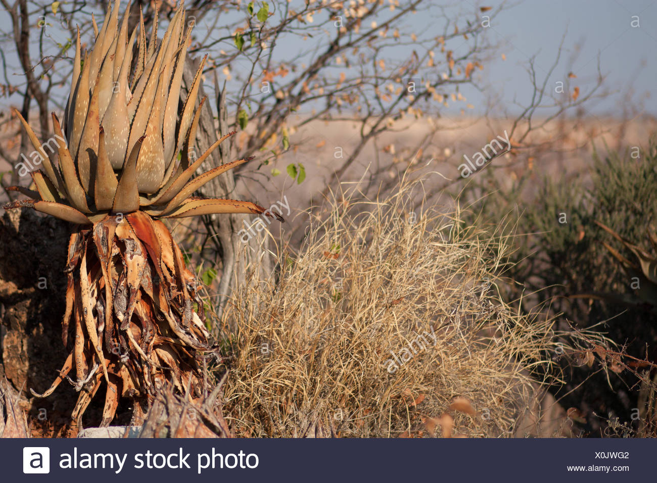 Dried Cactus Stock Photos & Dried Cactus Stock Images - Alamy