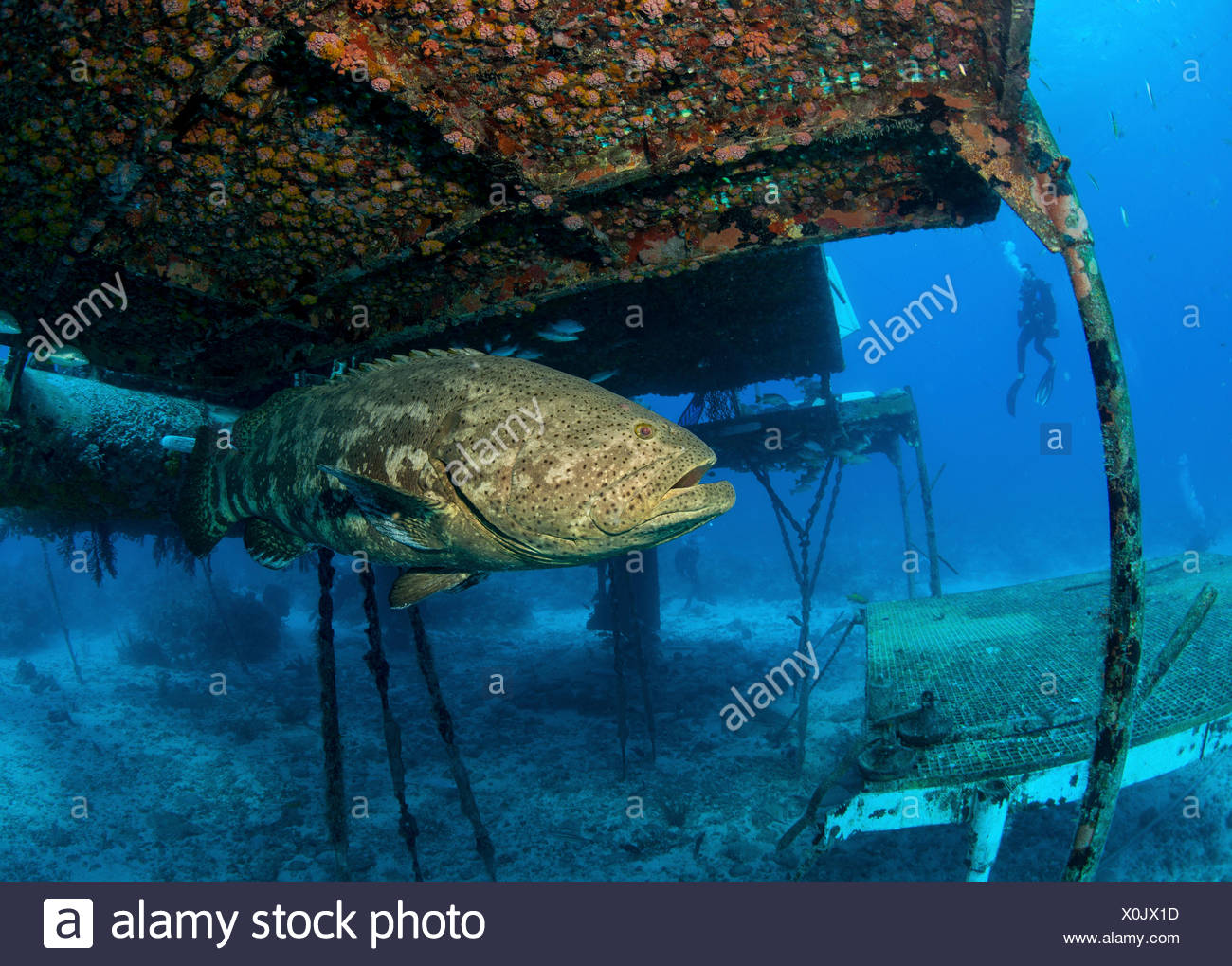 Goliath Grouper Structure High Resolution Stock Photography and Images ...