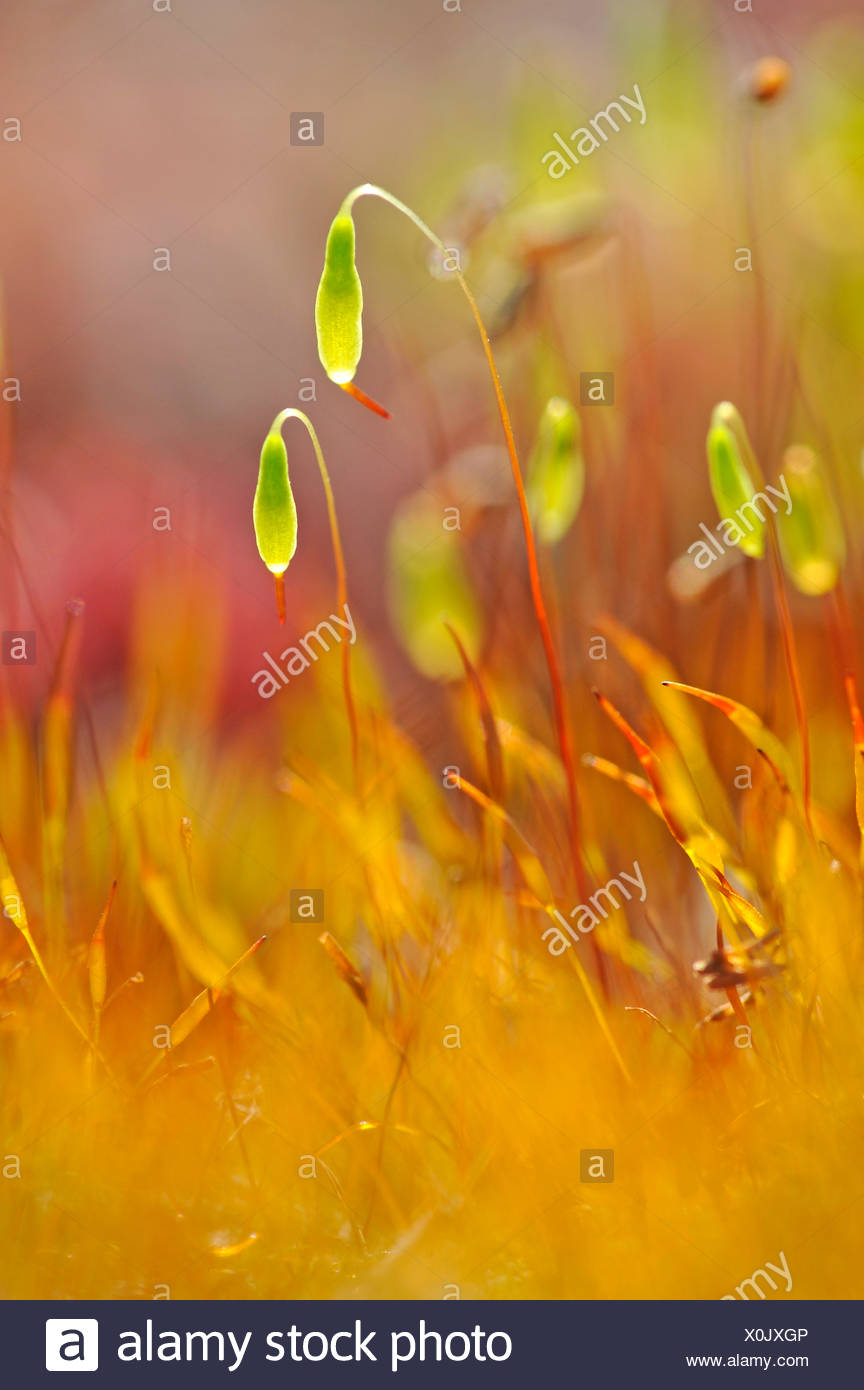 Spore Capsule High Resolution Stock Photography and Images - Alamy