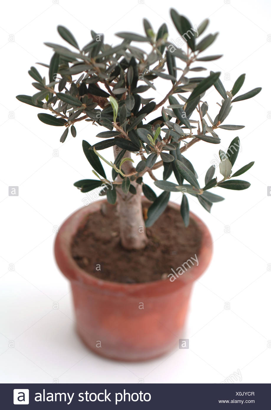 Olive Tree Pot High Resolution Stock Photography and Images - Alamy