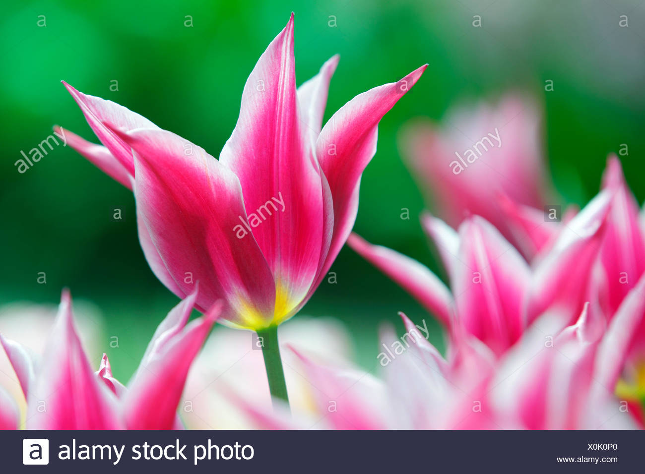 Tulipa Maytime High Resolution Stock Photography and Images - Alamy