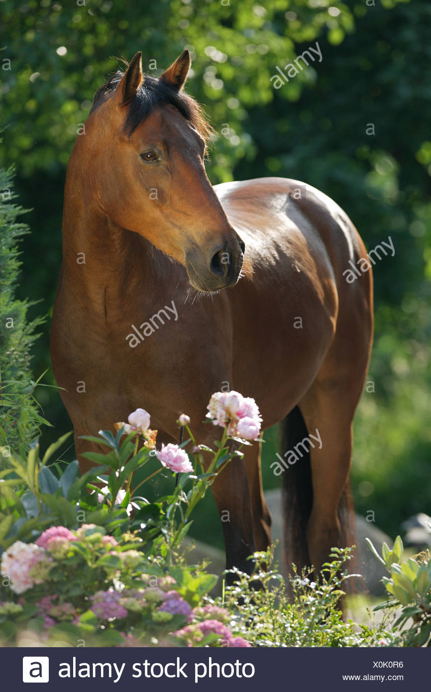 Anglo Arabian Horse High Resolution Stock Photography and Images - Alamy
