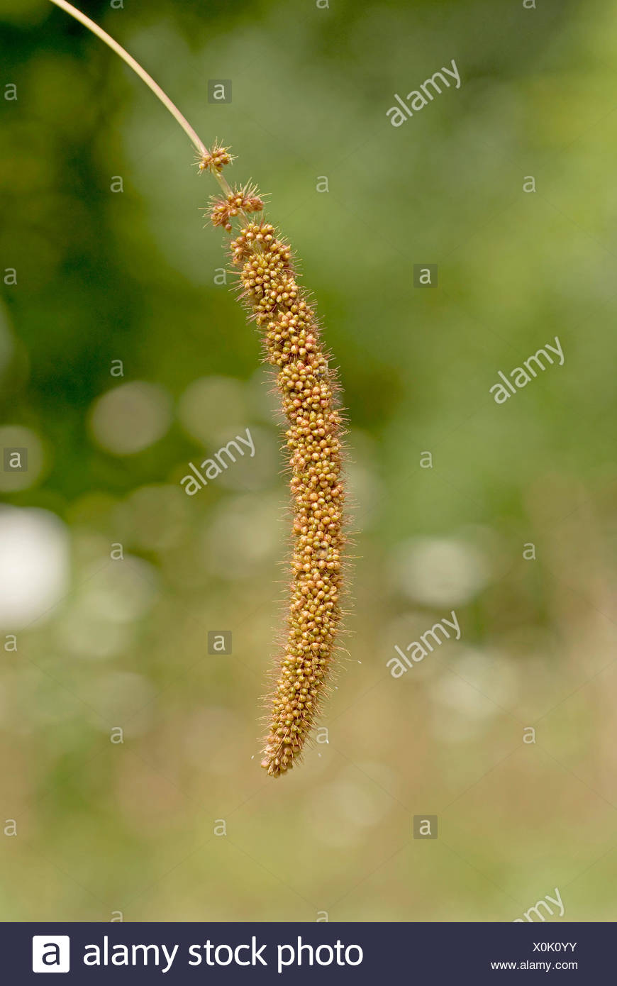 Foxtail Millet High Resolution Stock Photography and Images - Alamy