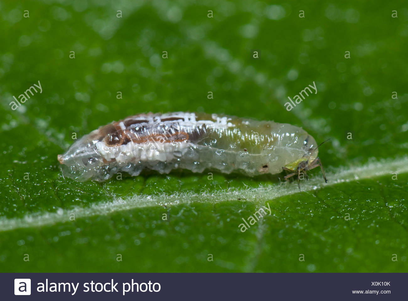 Hoverfly Larvae Stock Photos & Hoverfly Larvae Stock Images - Alamy