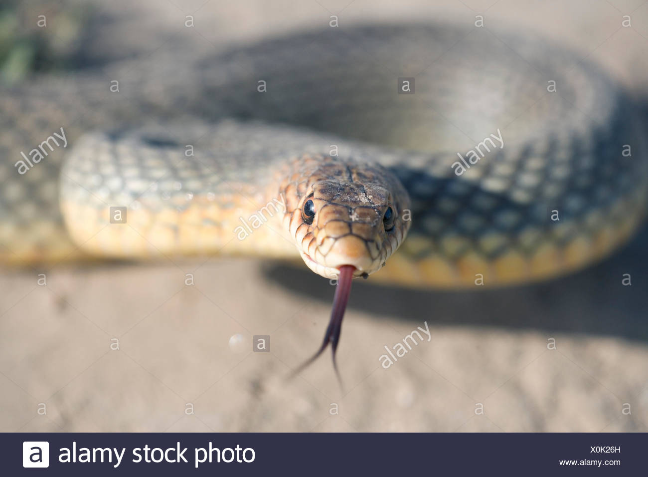 Tongue Flickering High Resolution Stock Photography and Images - Alamy