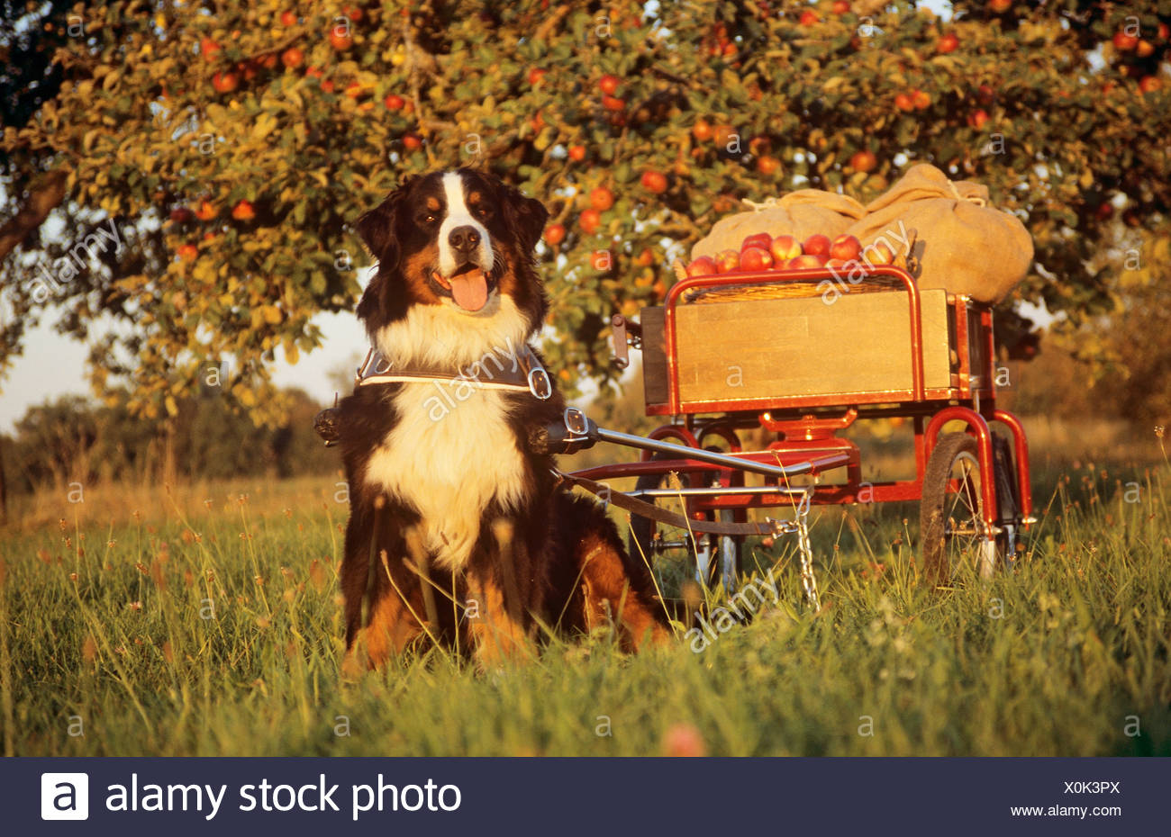 Dog Pulling Cart High Resolution Stock Photography and Images - Alamy