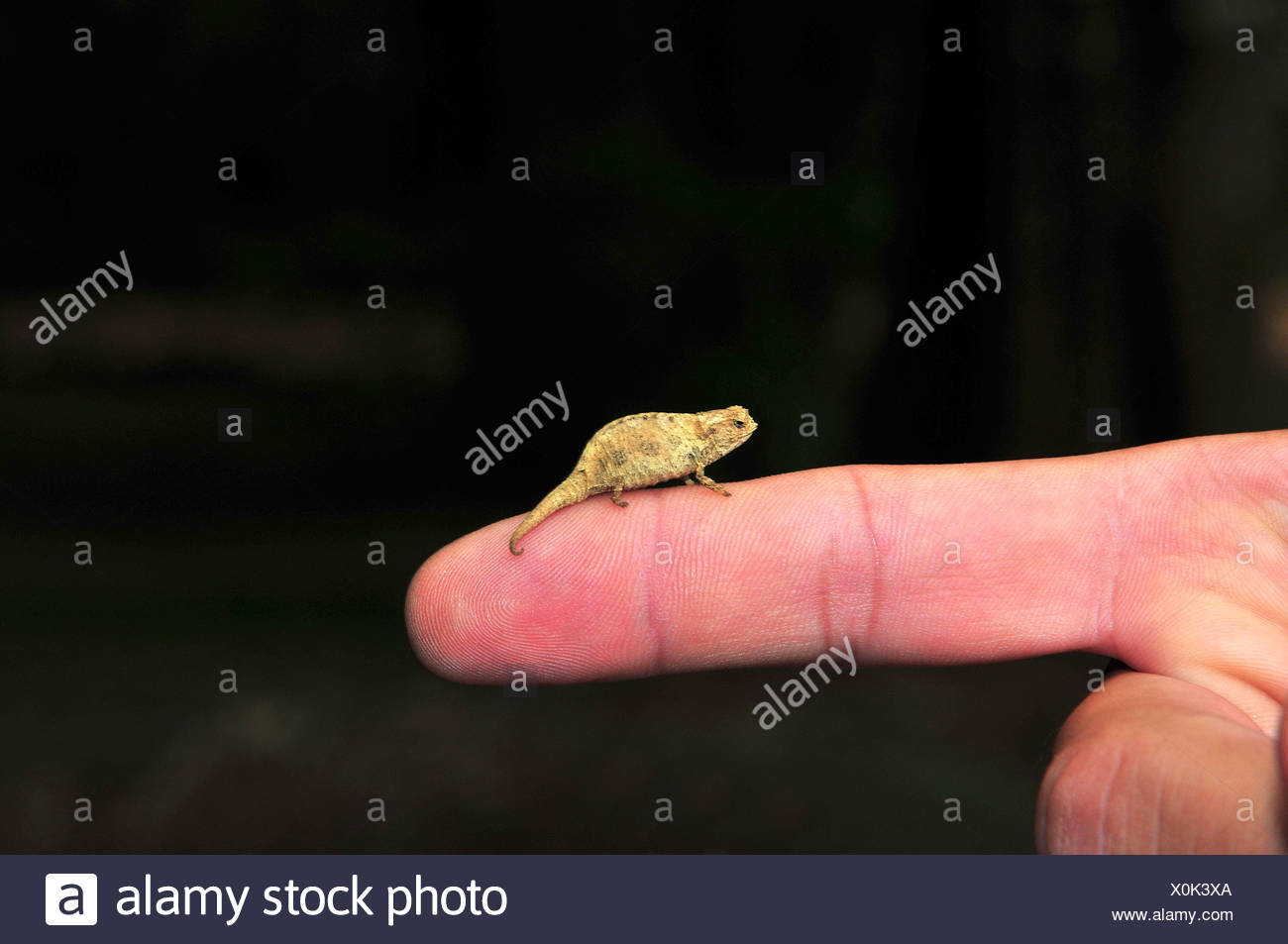 Comparing Sizes High Resolution Stock Photography and Images - Alamy