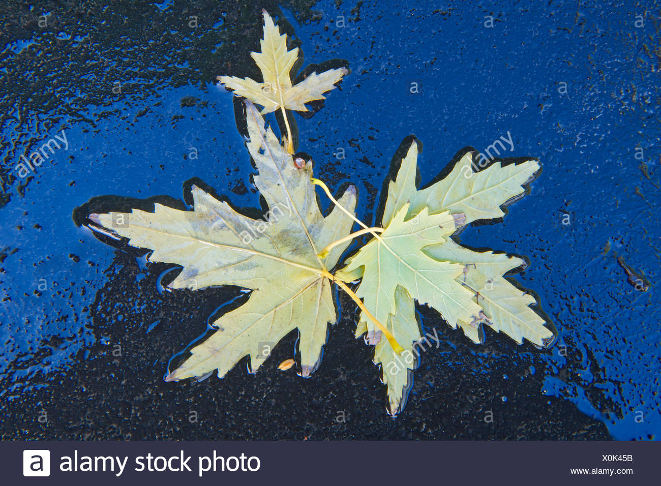 Manitoba Maple High Resolution Stock Photography and Images - Alamy