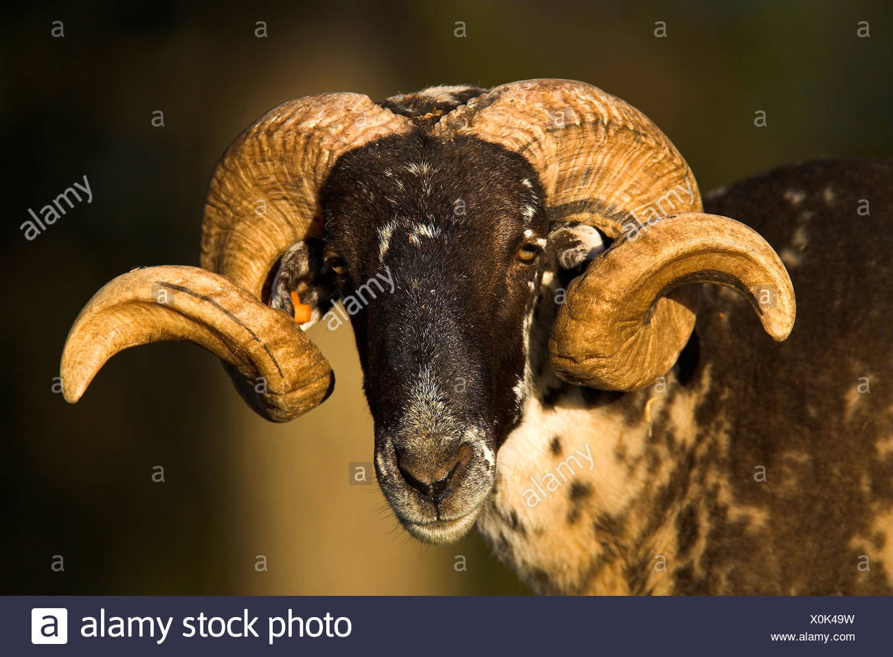 Buck Horn Sheep High Resolution Stock Photography and Images - Alamy