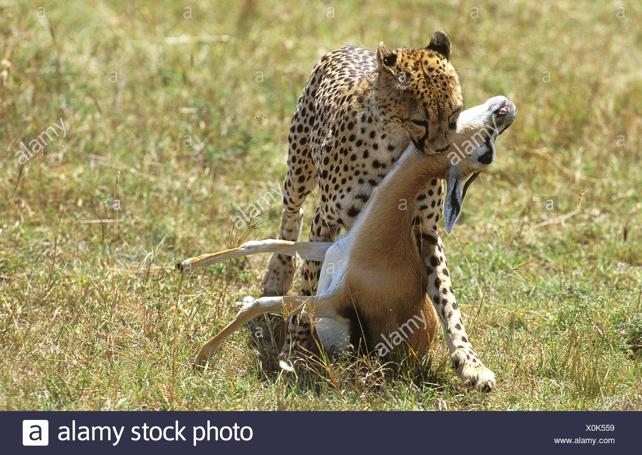 Cheetah Chasing Gazelle Stock Photos & Cheetah Chasing Gazelle Stock ...