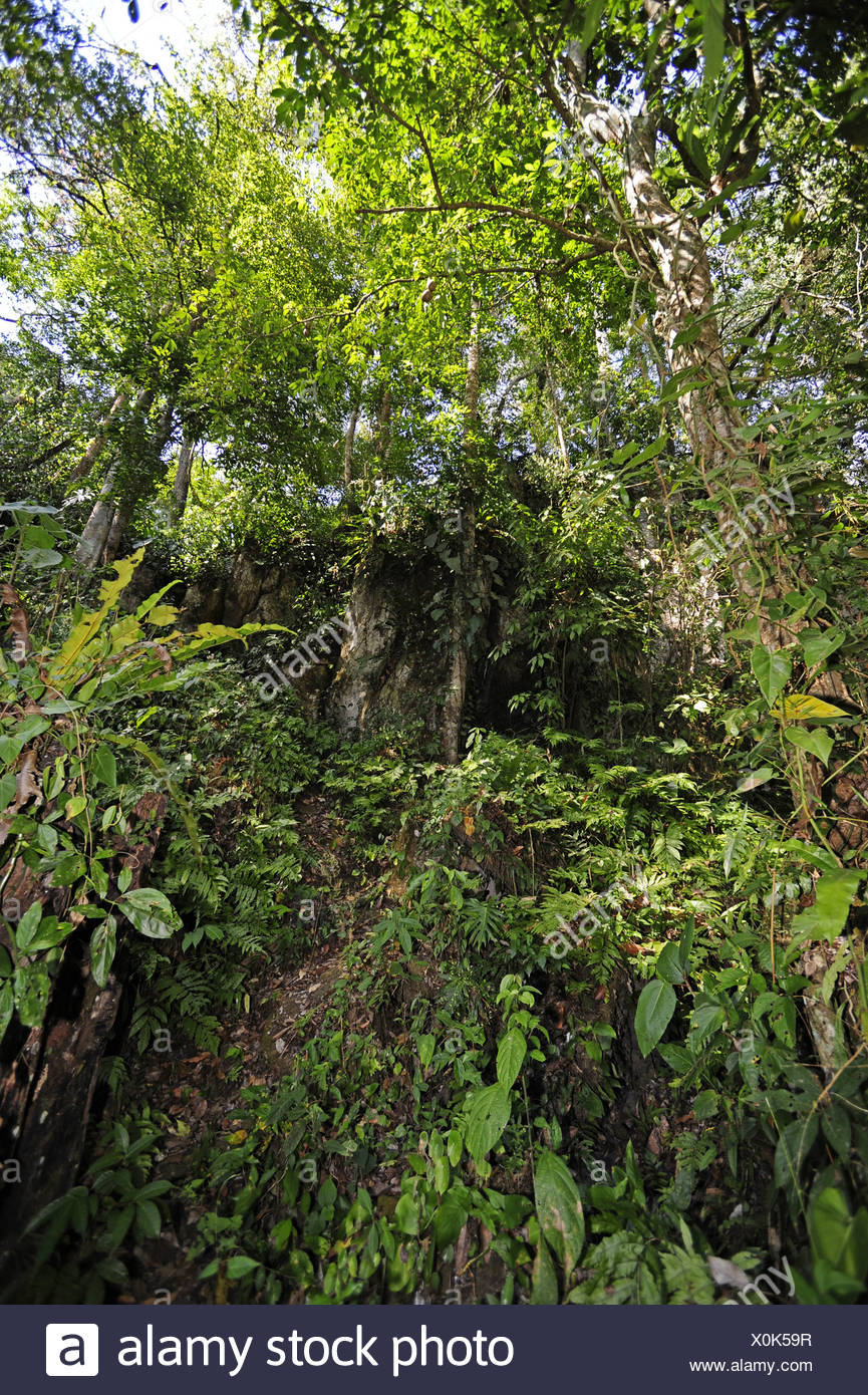 Honduras Jungle Stock Photos & Honduras Jungle Stock Images - Alamy