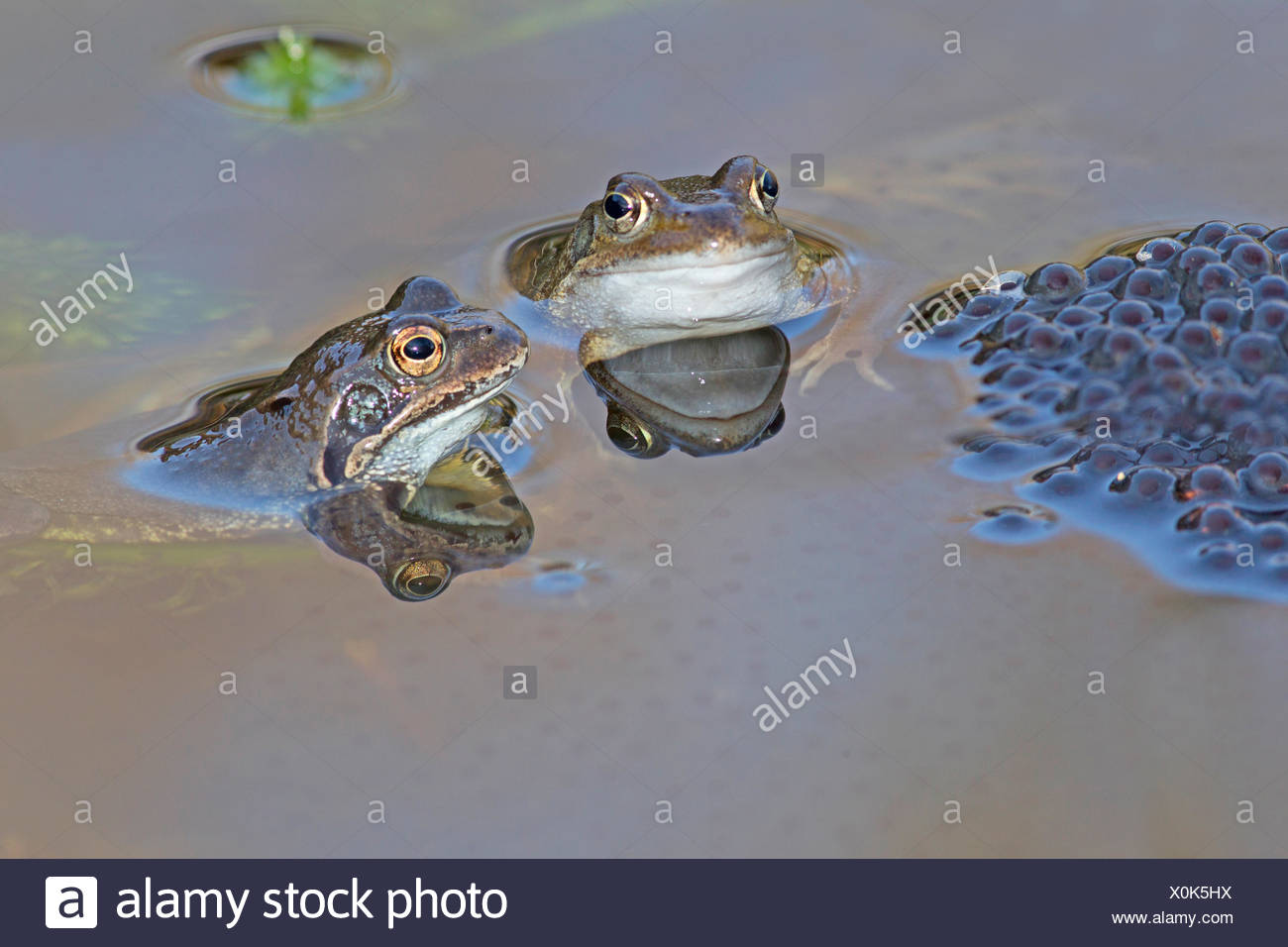 Frog Spawn With Male Frog High Resolution Stock Photography and Images ...