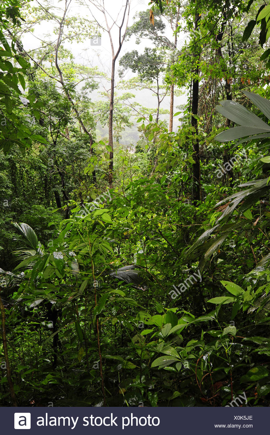 Honduras Jungle Stock Photos & Honduras Jungle Stock Images - Alamy