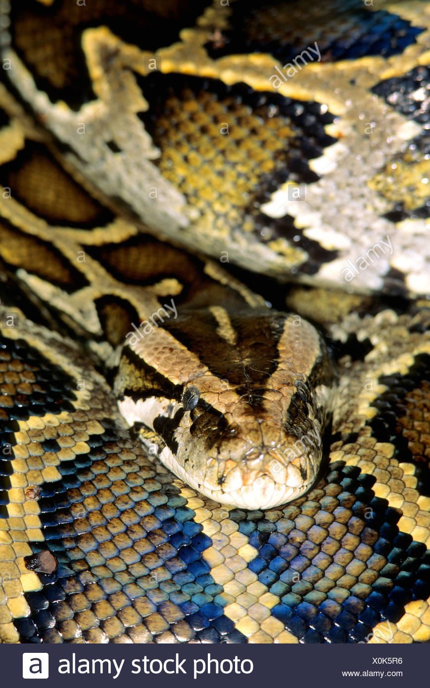 Burmese Python Everglades High Resolution Stock Photography and Images ...