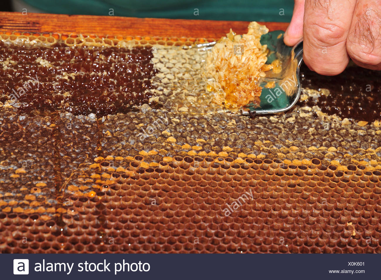 Honey Extraction High Resolution Stock Photography and Images - Alamy