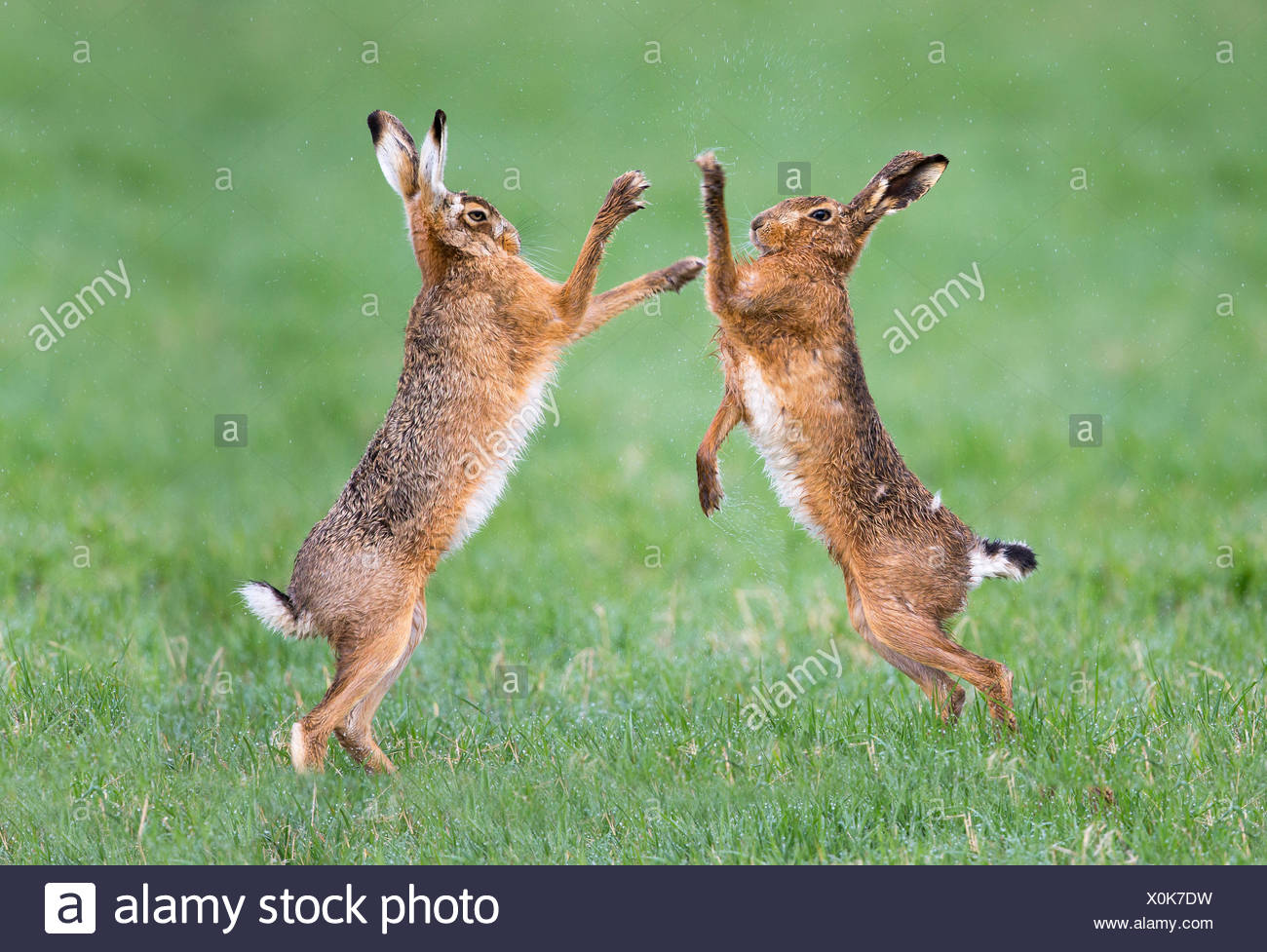 Boxing Hares High Resolution Stock Photography and Images - Alamy