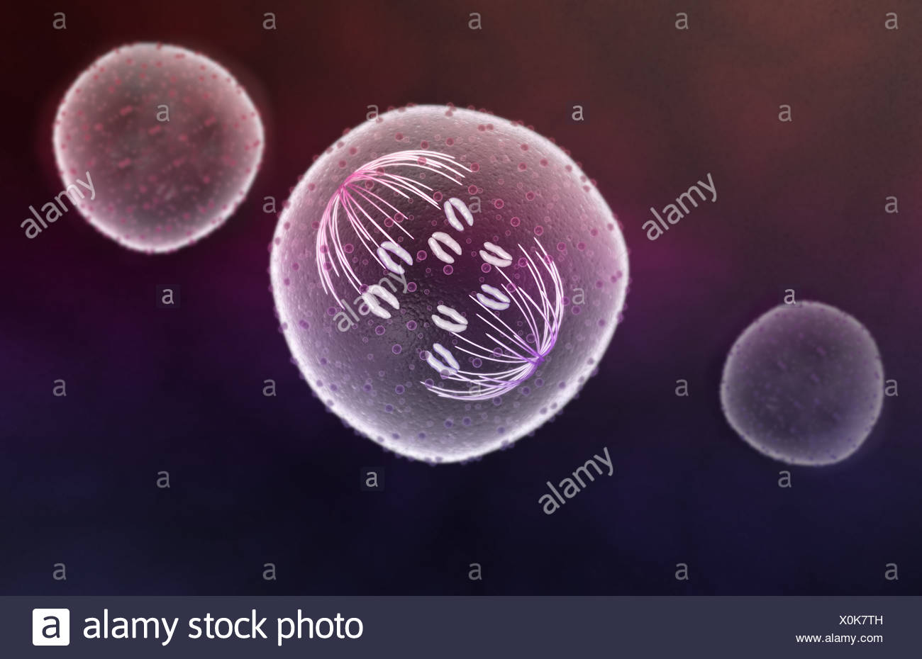 Telophase High Resolution Stock Photography and Images - Alamy