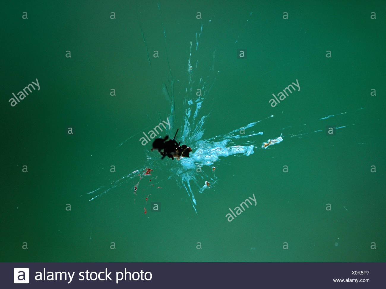 Squashed Insect High Resolution Stock Photography and Images - Alamy