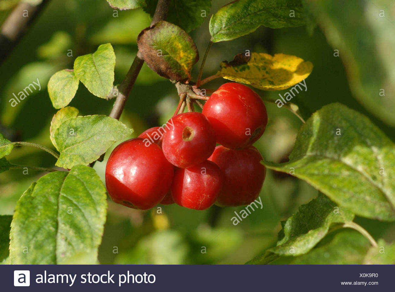 Malus Robusta Red Sentinel Tree High Resolution Stock Photography and ...