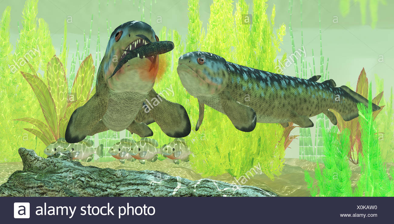 Lobe Finned Fish Stock Photos & Lobe Finned Fish Stock Images - Alamy