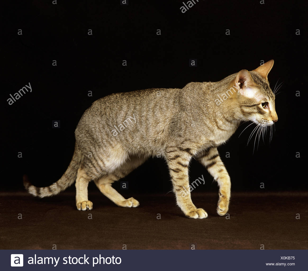 Oriental Shorthair Tabby High Resolution Stock Photography and Images ...