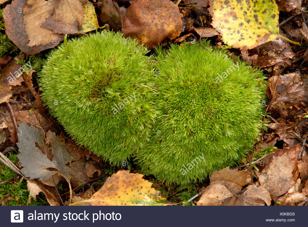 Leucobryum High Resolution Stock Photography and Images - Alamy