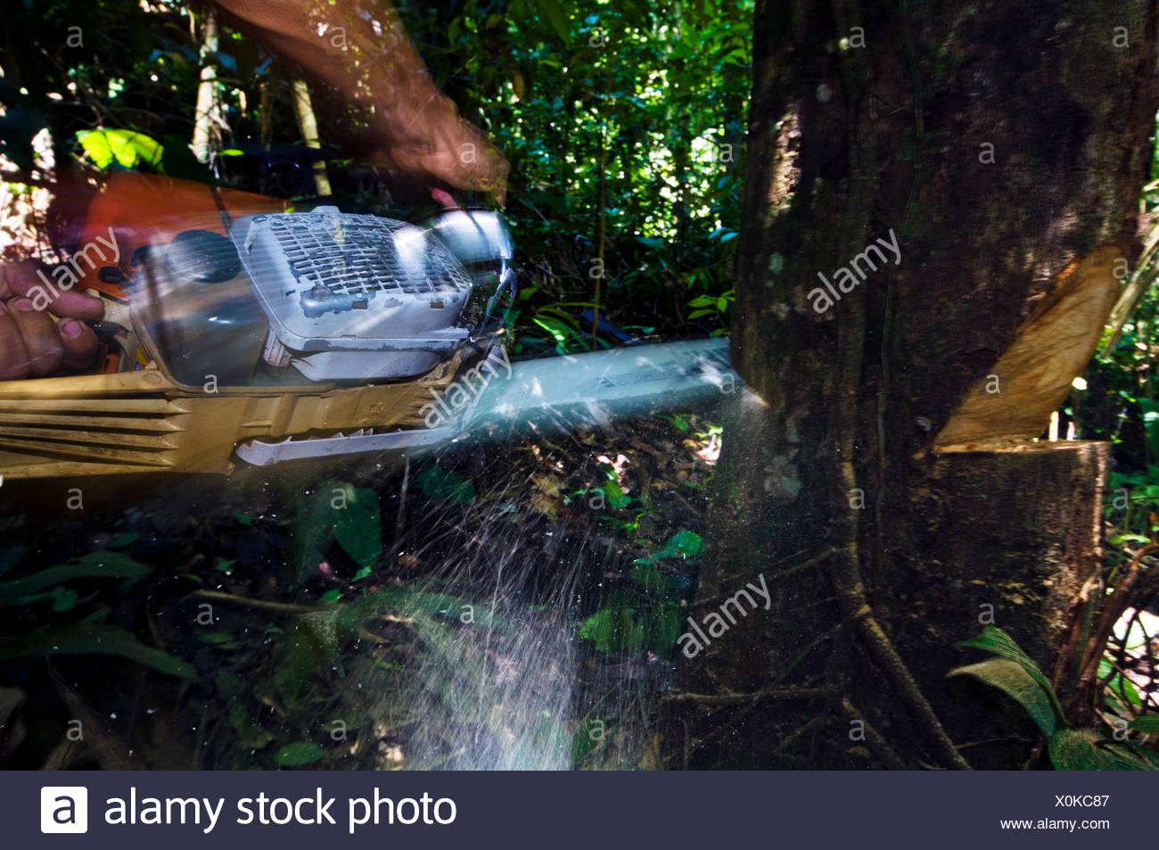 Conservation Work Rain Forest High Resolution Stock Photography and ...