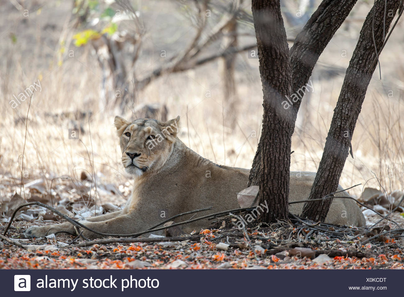 Lion Under A Tree High Resolution Stock Photography and Images - Alamy