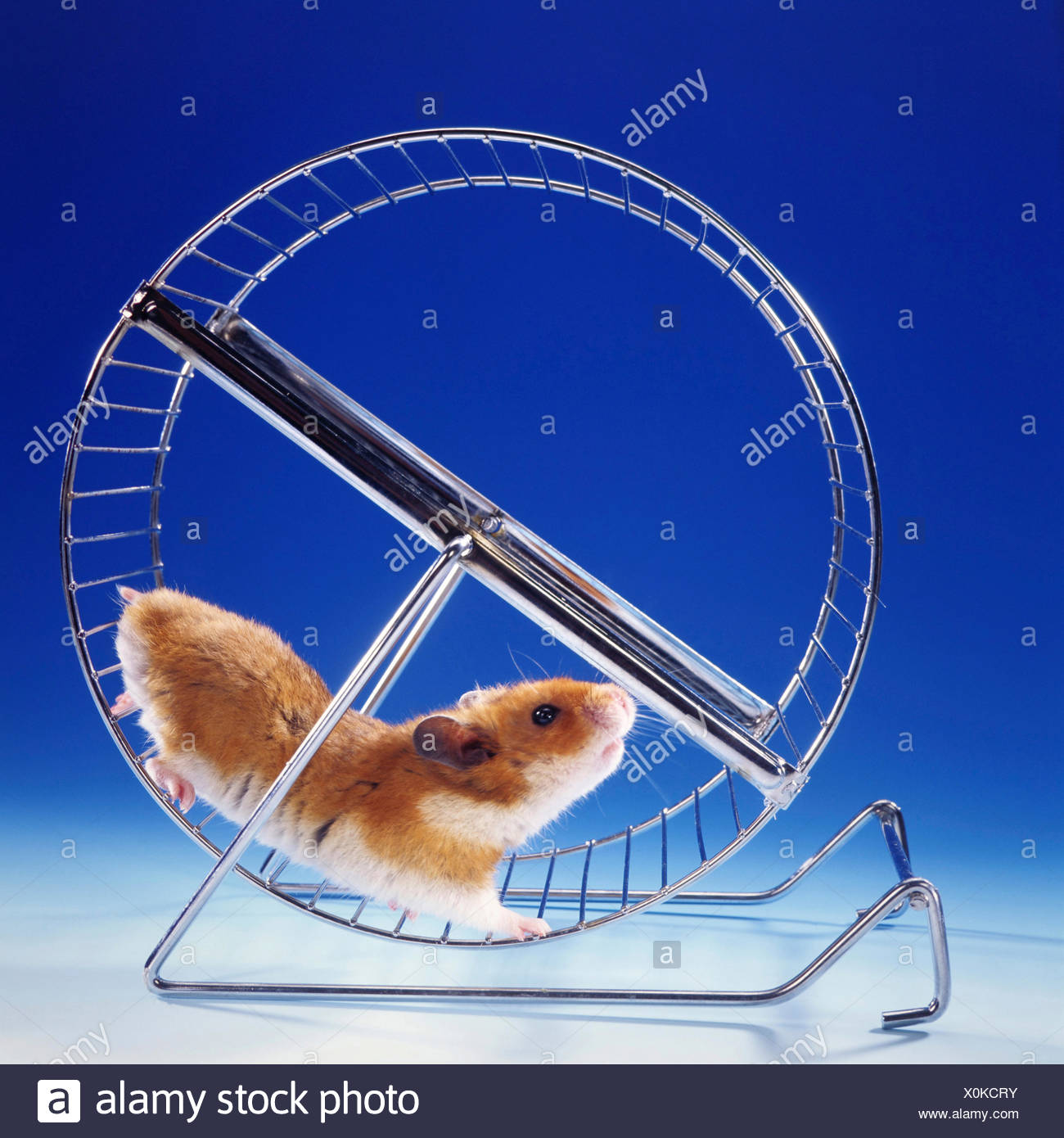 Hamster Wheel High Resolution Stock Photography and Images - Alamy