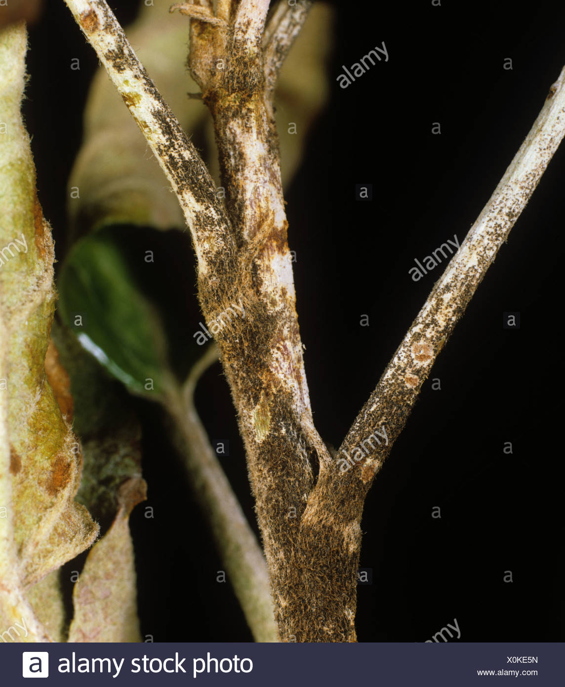 Podosphaera Stock Photos & Podosphaera Stock Images - Alamy