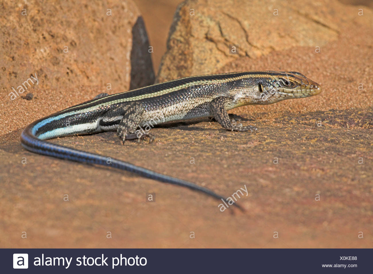 Rainbow Skink High Resolution Stock Photography and Images - Alamy