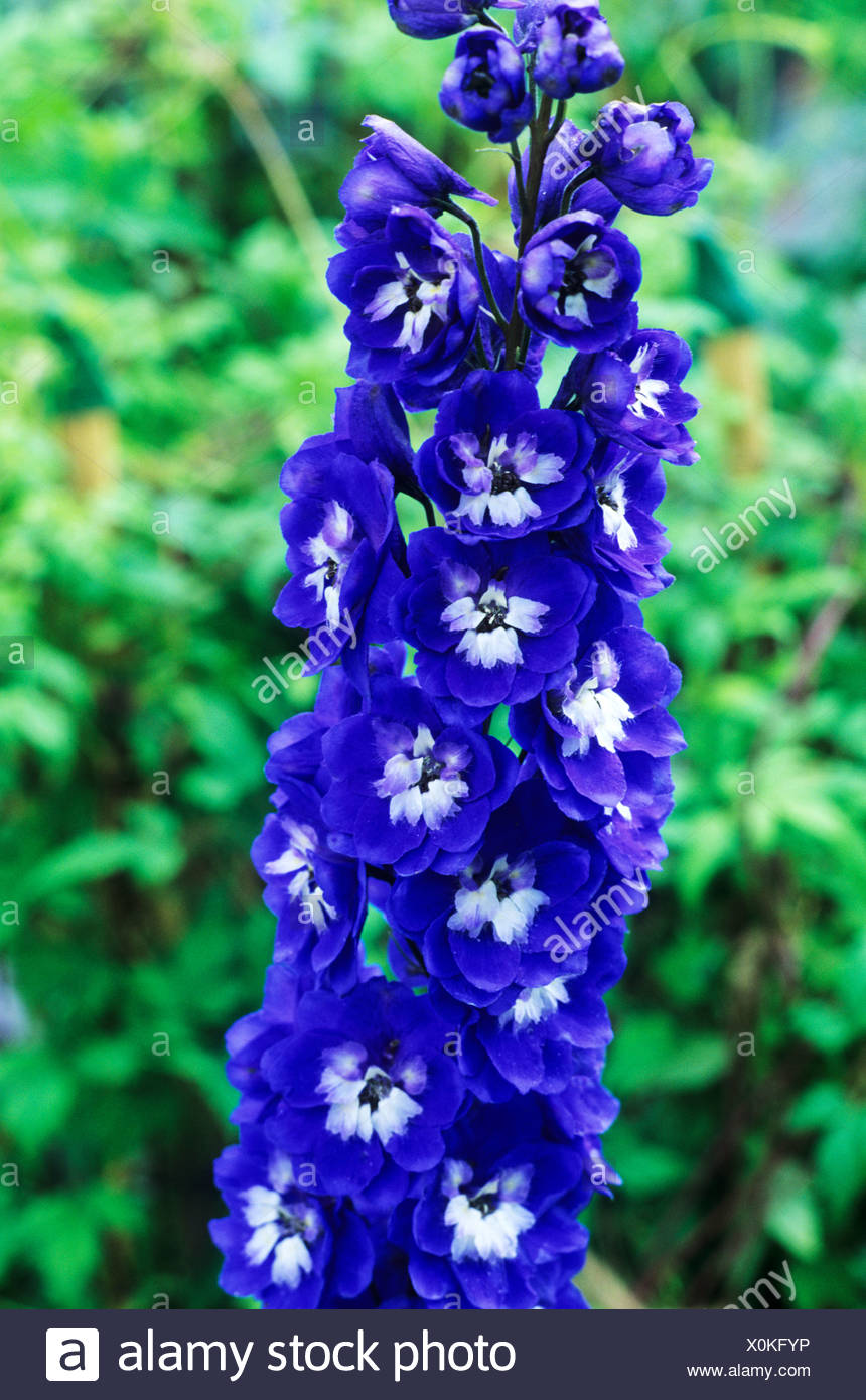 Delphinium Blue Flower High Resolution Stock Photography and Images - Alamy