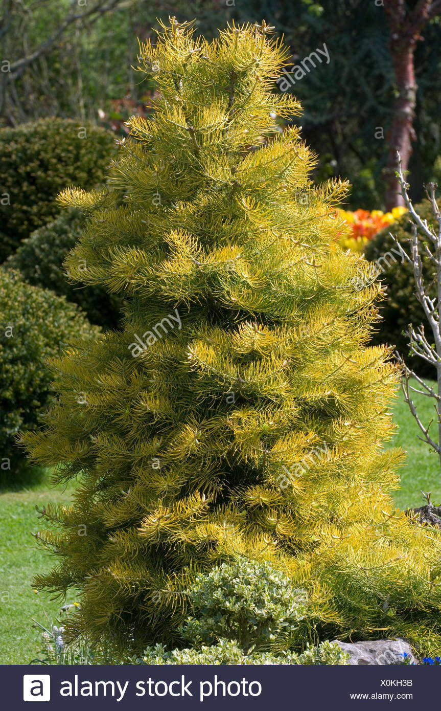 Concolor Fir High Resolution Stock Photography and Images - Alamy