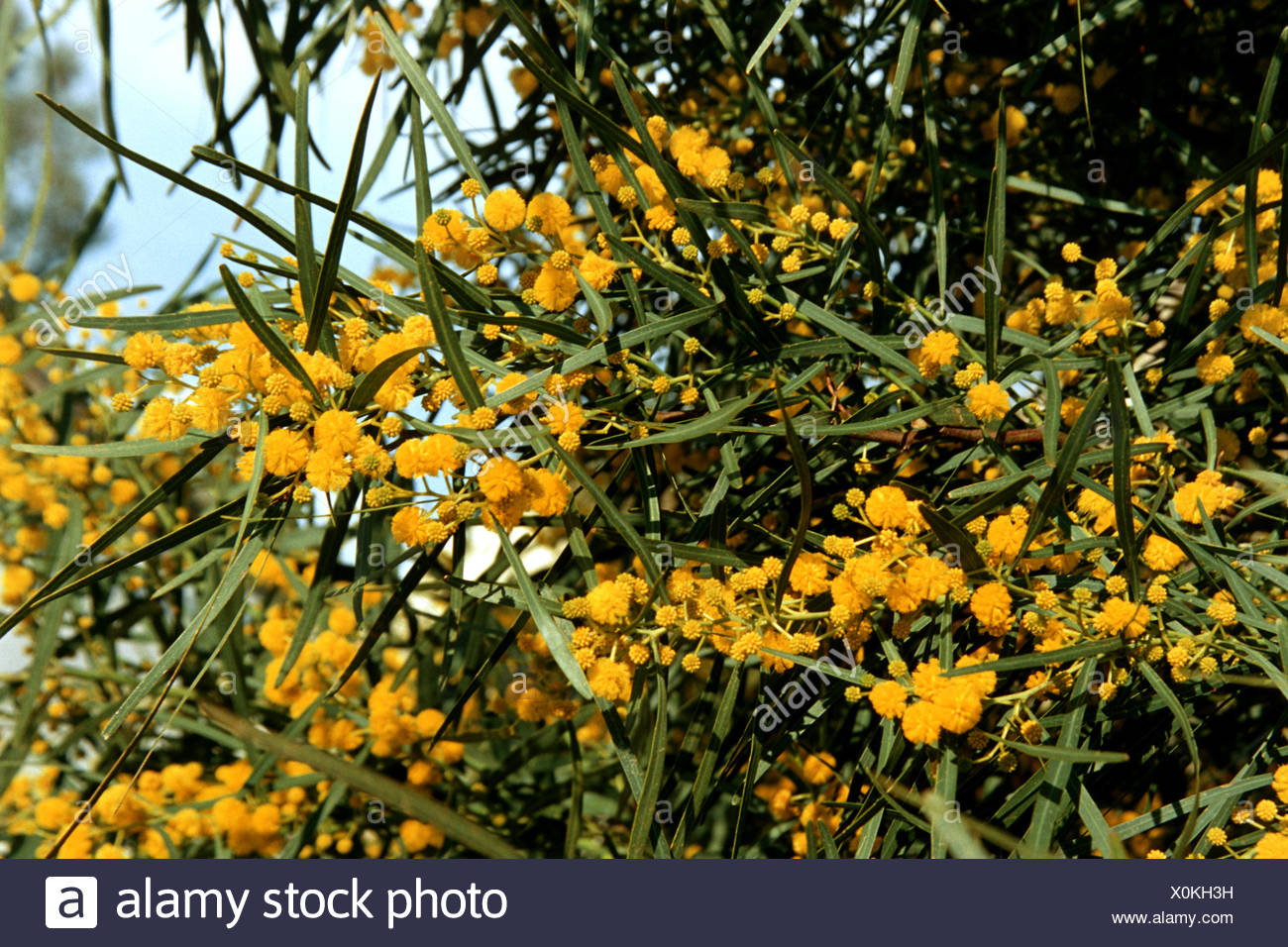 Blue Wattle Stock Photos & Blue Wattle Stock Images - Alamy
