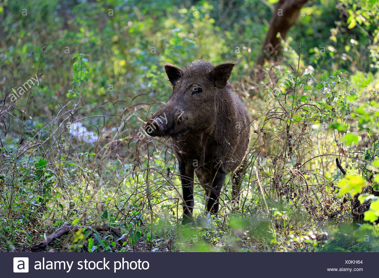 Indian Wild Boars High Resolution Stock Photography and Images - Alamy