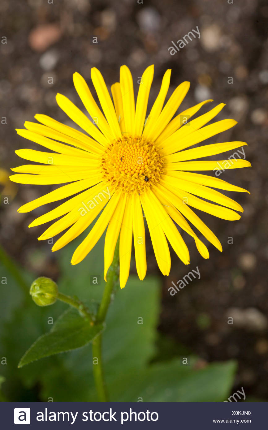 Doronicum Orientale Leopards Bane High Resolution Stock Photography and ...