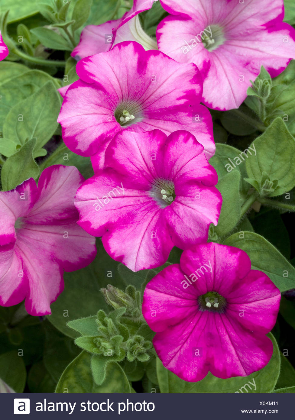 Supertunia Stock Photos & Supertunia Stock Images - Alamy