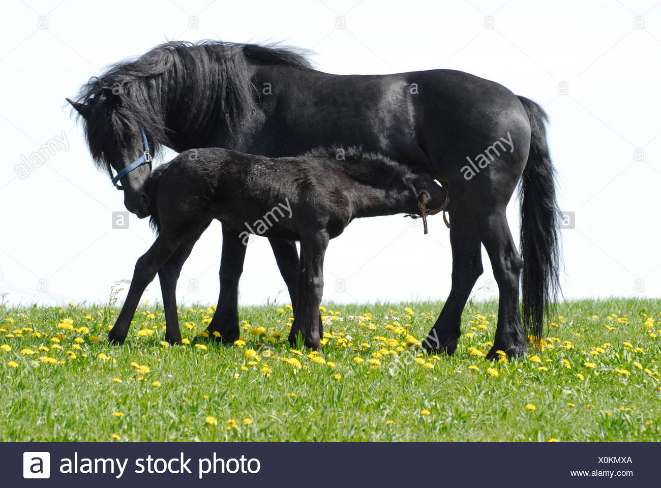 Mare Udder High Resolution Stock Photography and Images - Alamy