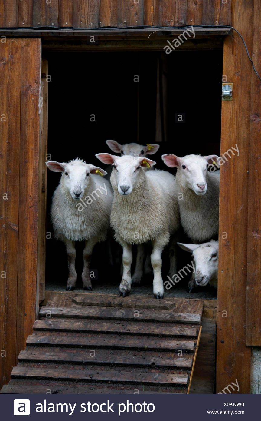 Sheepfolds High Resolution Stock Photography and Images - Alamy