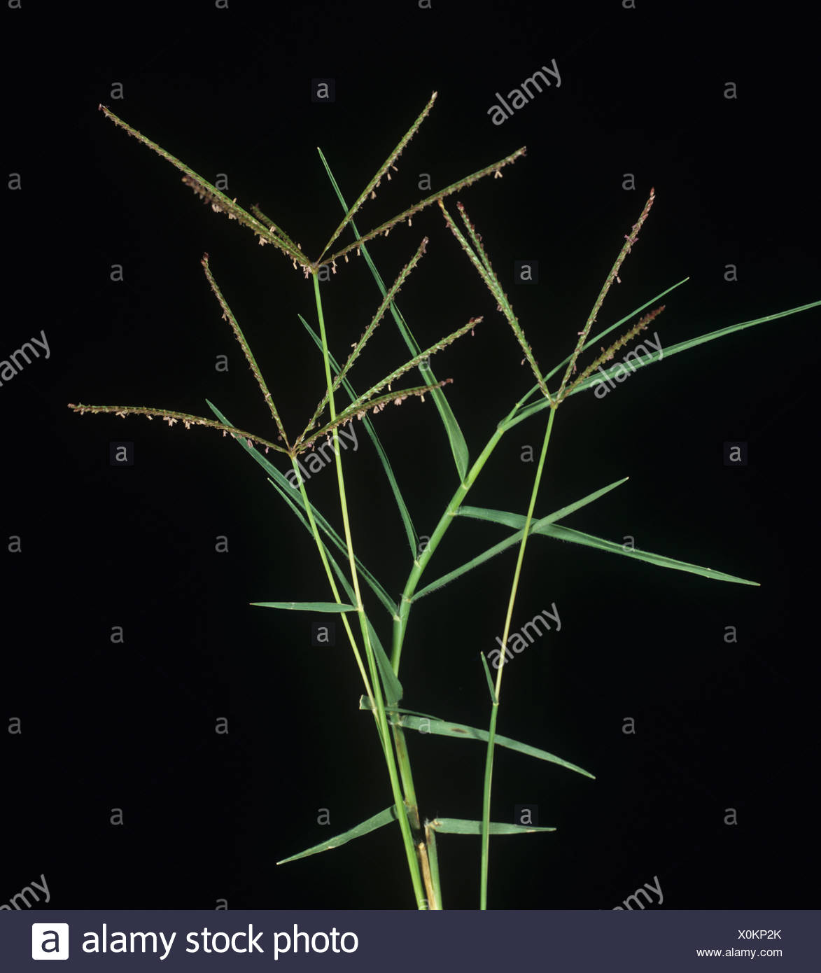 Bermuda Grass Stock Photos & Bermuda Grass Stock Images - Alamy