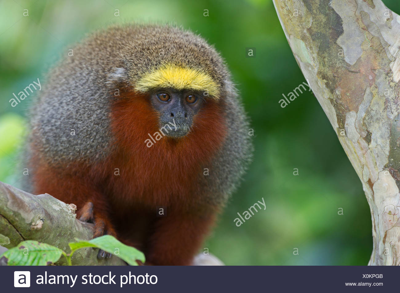 Amazon Peru Monkey High Resolution Stock Photography and Images - Alamy