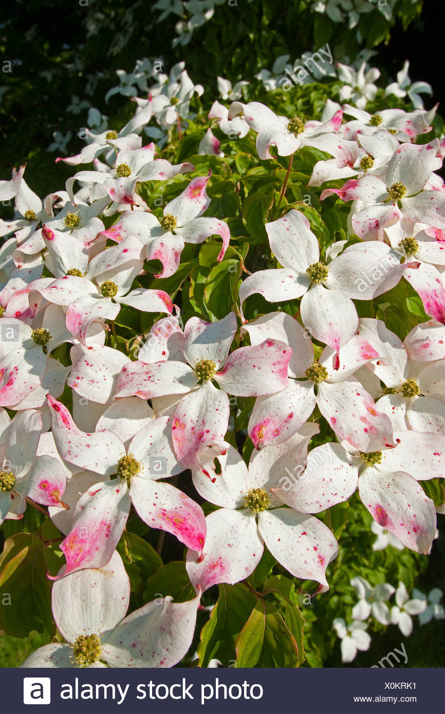 Japanese Pink Dogwood High Resolution Stock Photography and Images - Alamy