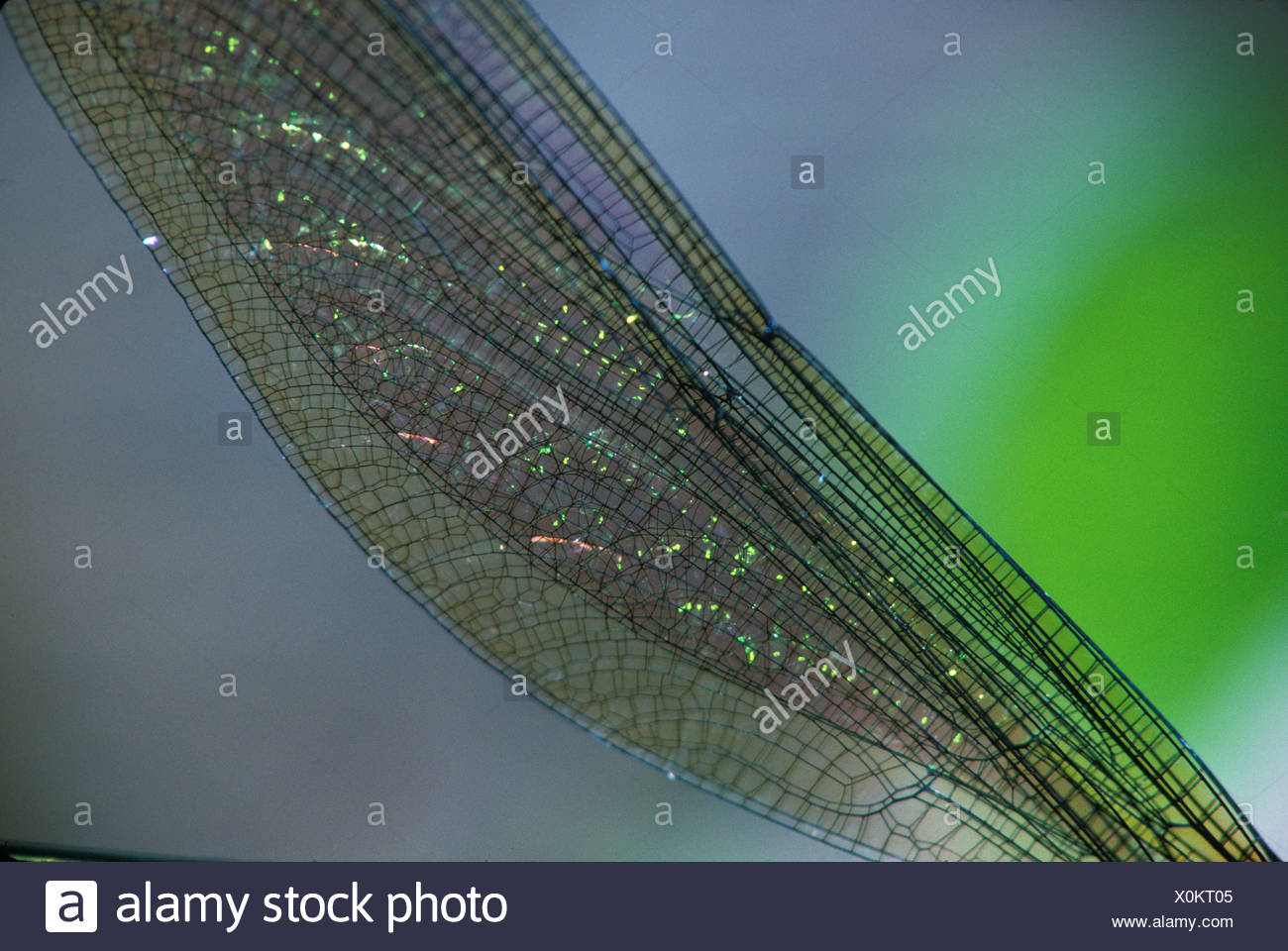 Dragonfly Wing Detail High Resolution Stock Photography and Images - Alamy