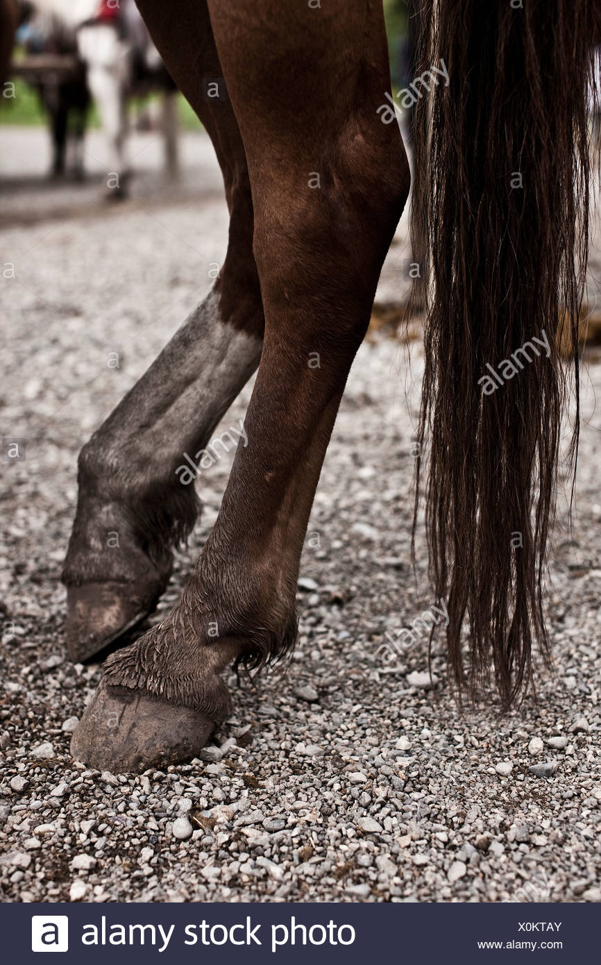 Horse Fetlock High Resolution Stock Photography and Images - Alamy